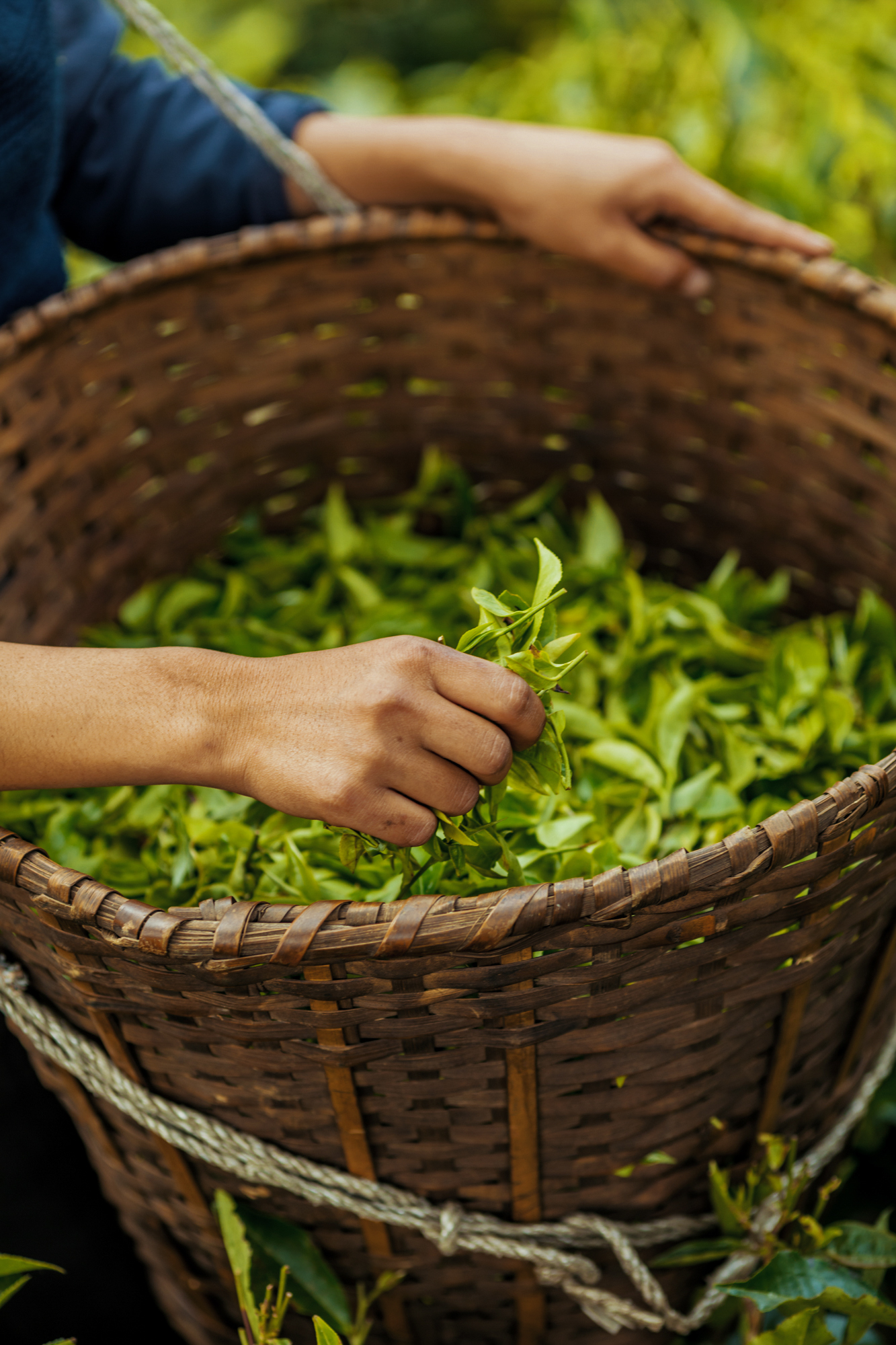 Terroir- Discover Darjeeling | TWG Tea