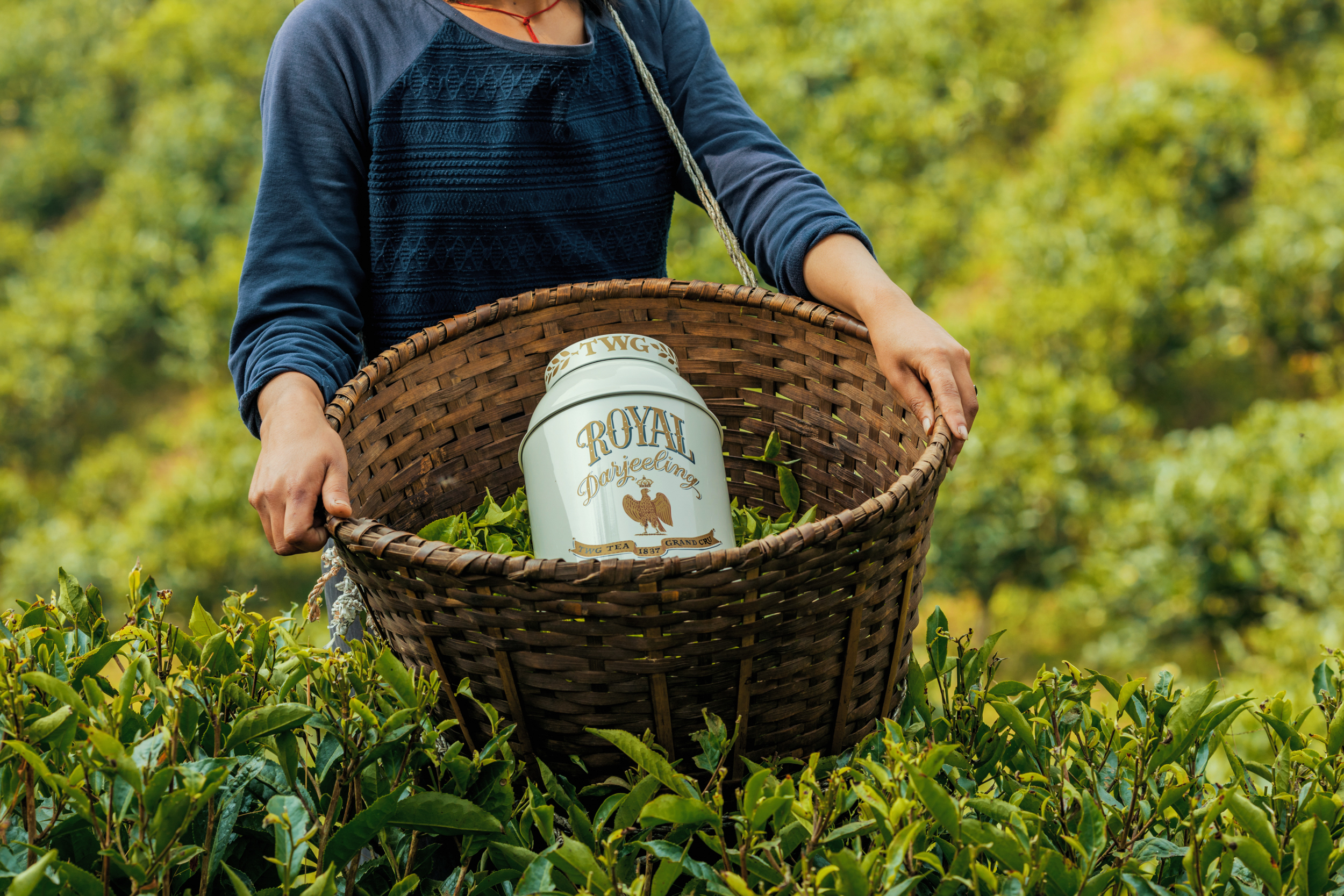 Terroir- Discover Darjeeling | TWG Tea