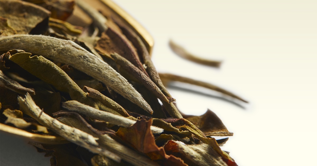 1837 White Tea | TWG Tea