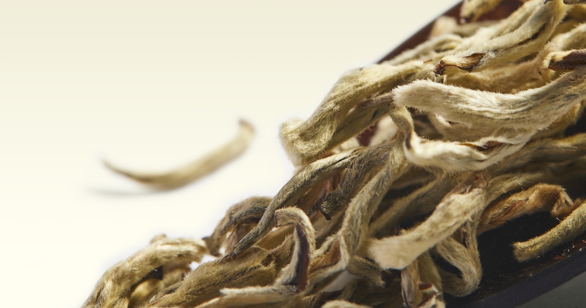 Snow of Yunnan Tea | TWG Tea