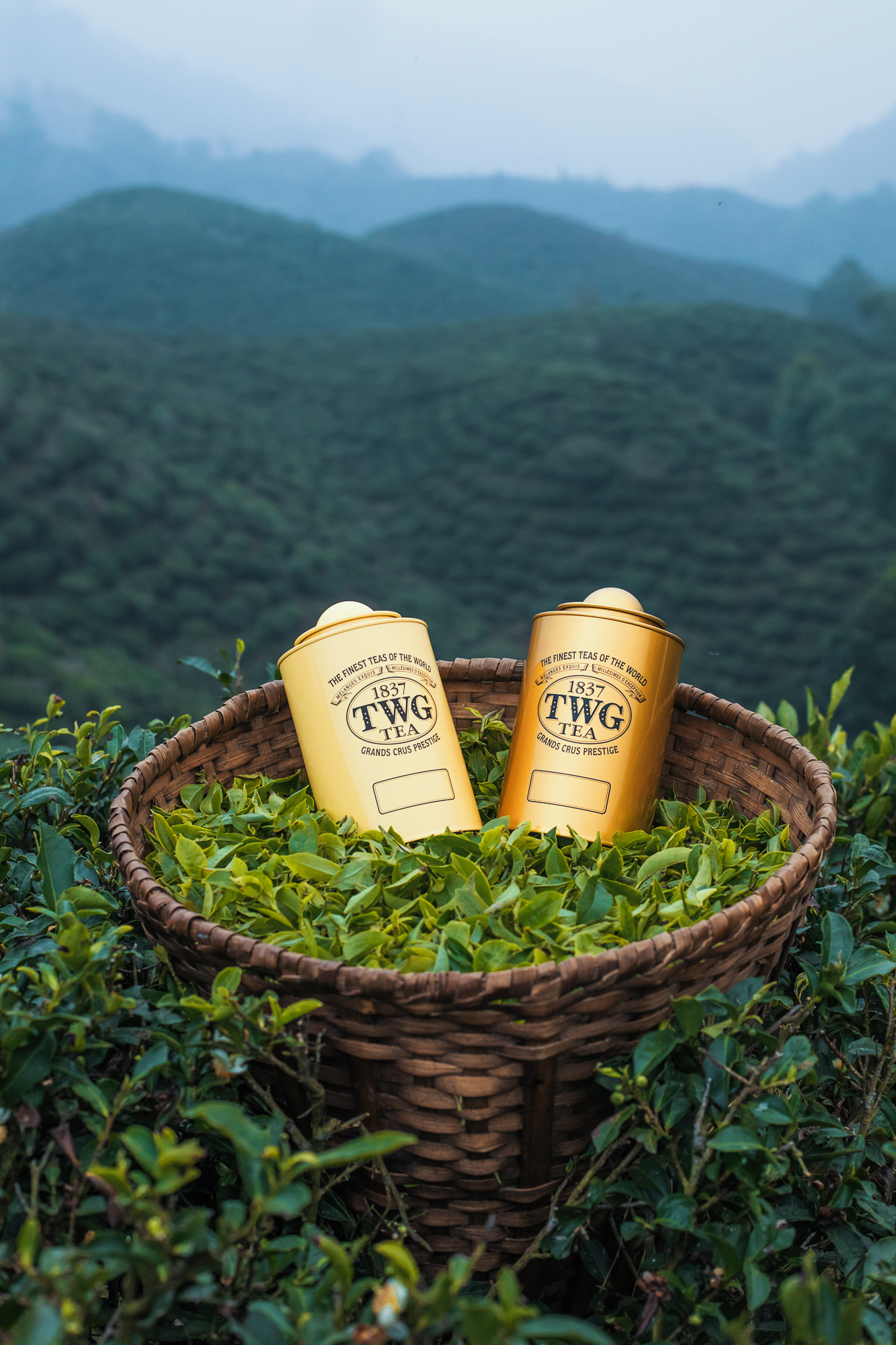 A Travelogue- Darjeeling, Land of Thunder | TWG Tea