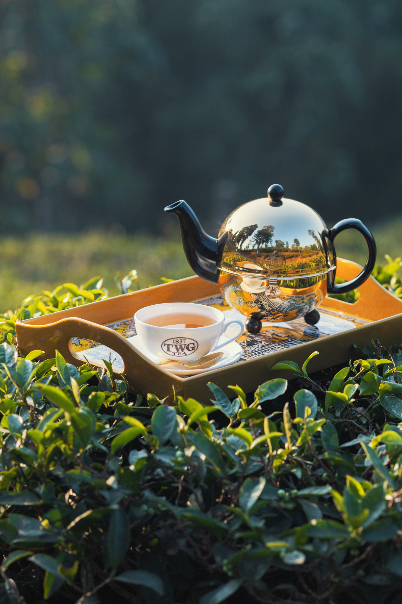RÉCIT DE VOYAGE - DARJEELING, PAYS DU TONNERRE | TWG Tea